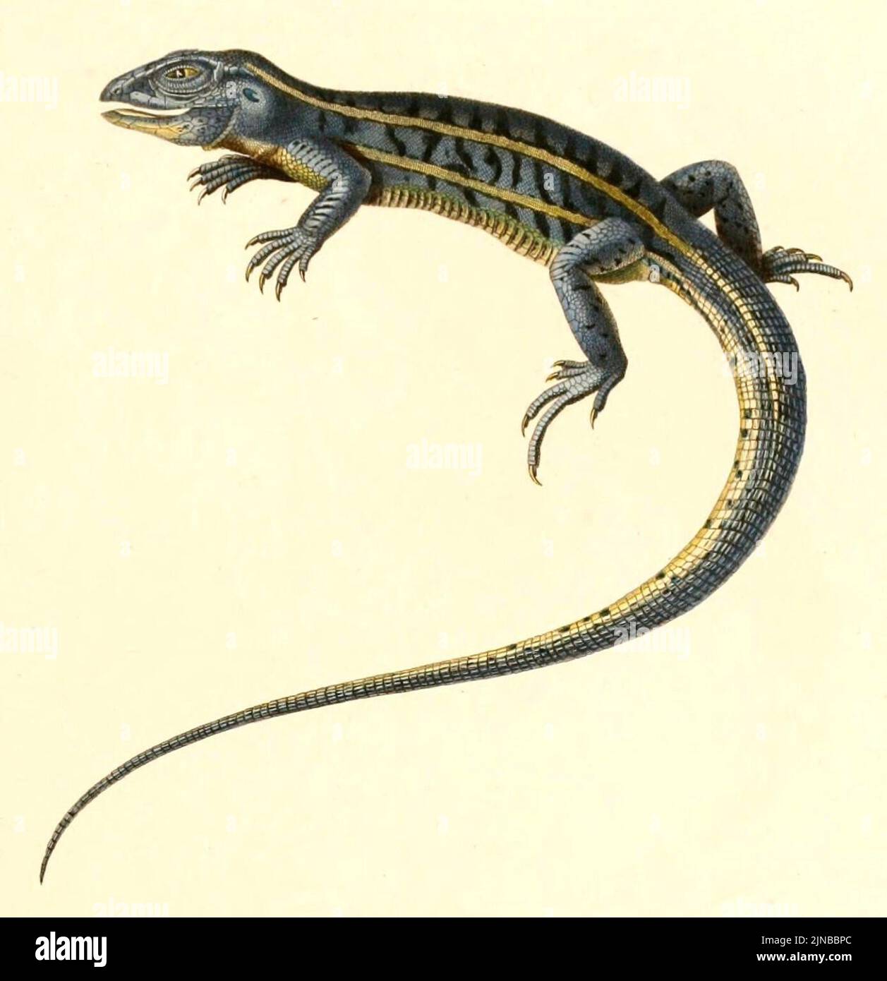 Teius oculatus 1847 - cropping Stock Photo - Alamy