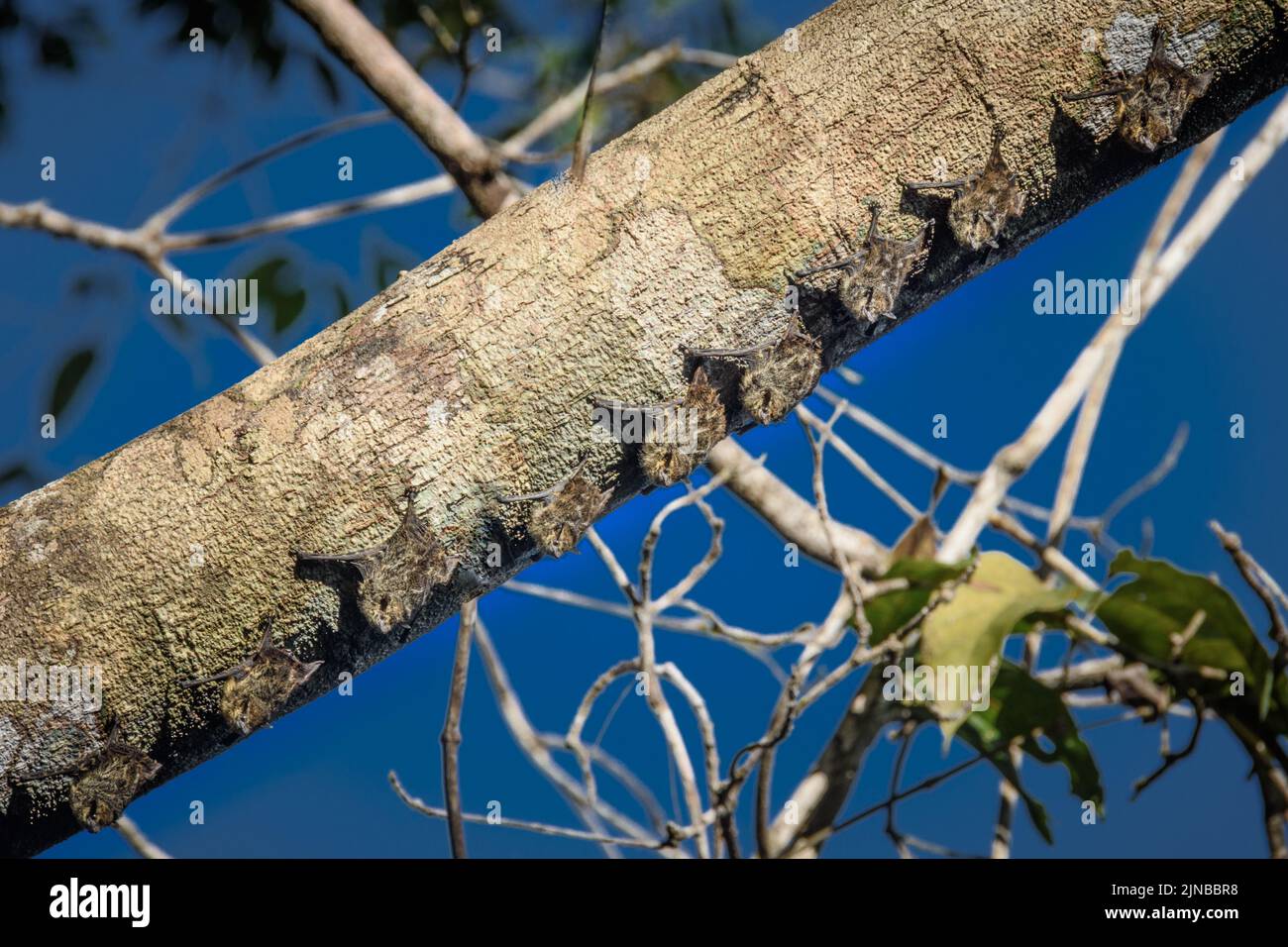 Long-nosed bats in rain forest in Costa Rica Stock Photo - Alamy