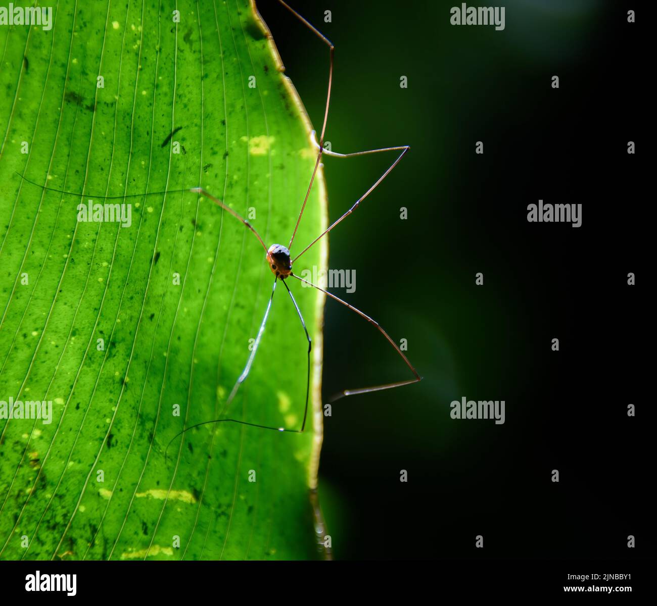 Daddy long leg spider hi-res stock photography and images - Alamy