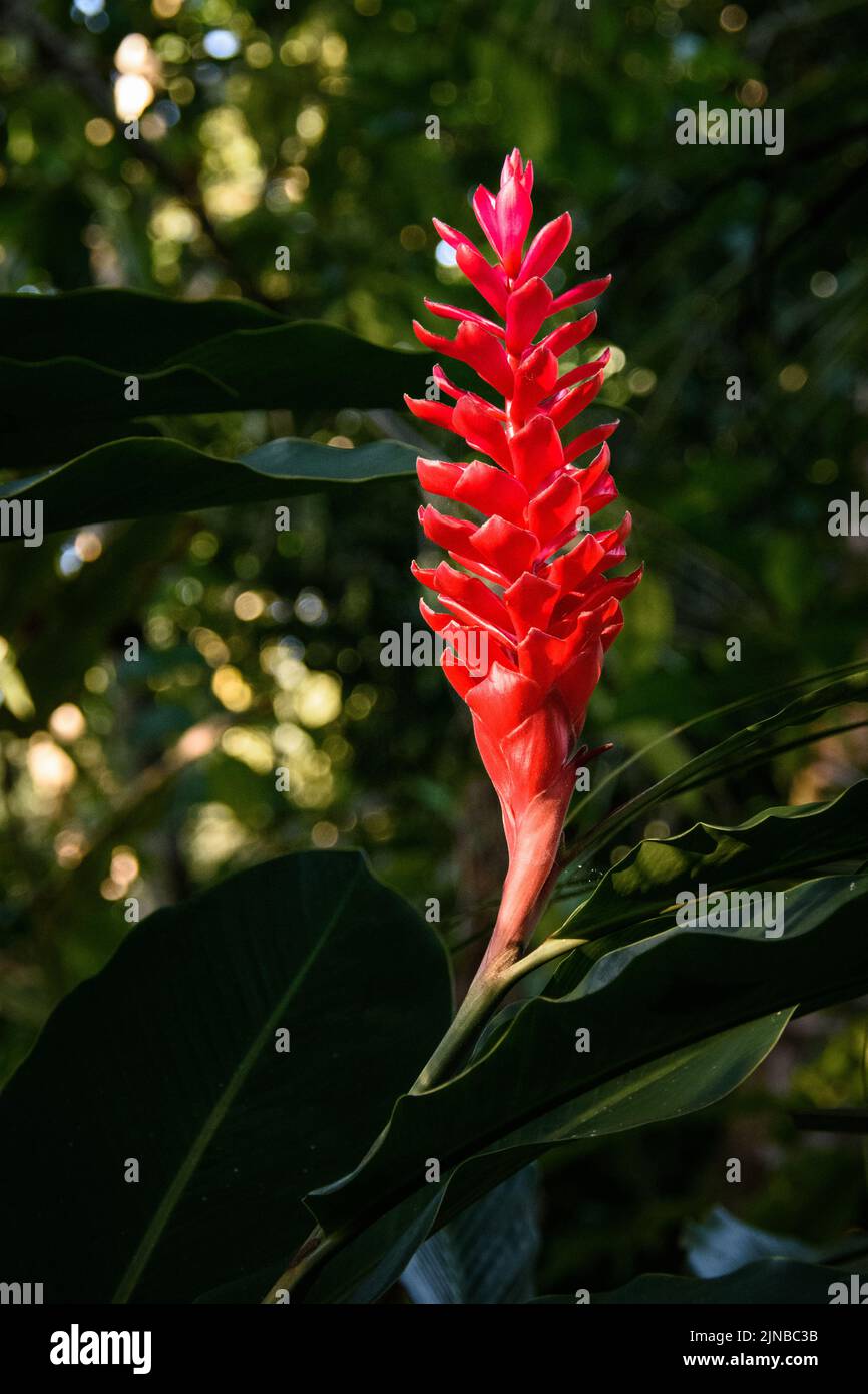 Pink Ginger Flower in rain forest in Costa Rica Stock Photo - Alamy