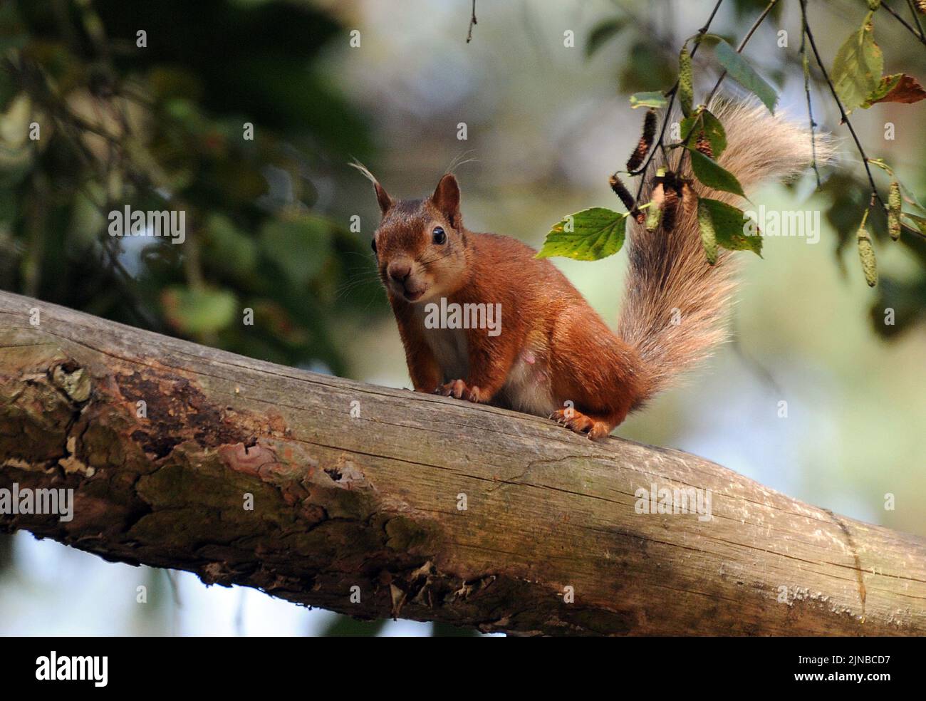RED SQUIRREL, BROWNSEA ISLAND, POOLE DORSET PIC MIKE WALKER, 2010 Stock ...