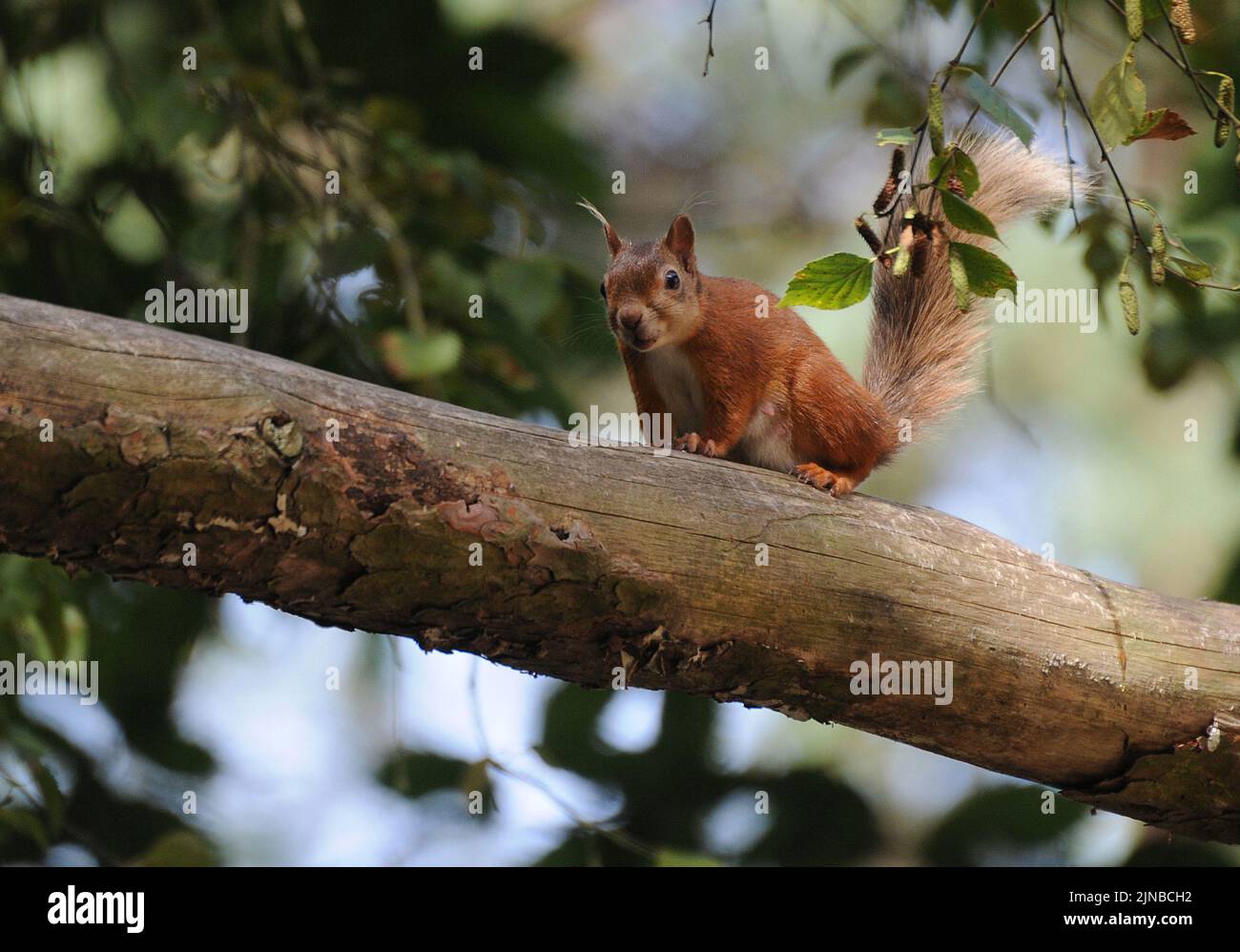 RED SQUIRREL, BROWNSEA ISLAND, POOLE DORSET PIC MIKE WALKER, 2010 Stock ...