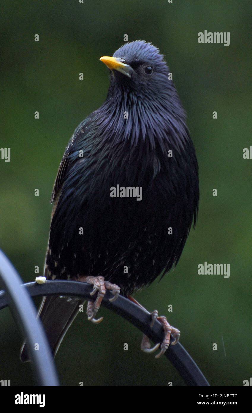 JUVENILE STARLING, PORTCHESTER MIKE WALKER PICTURES, 2010 E.MAIL ...