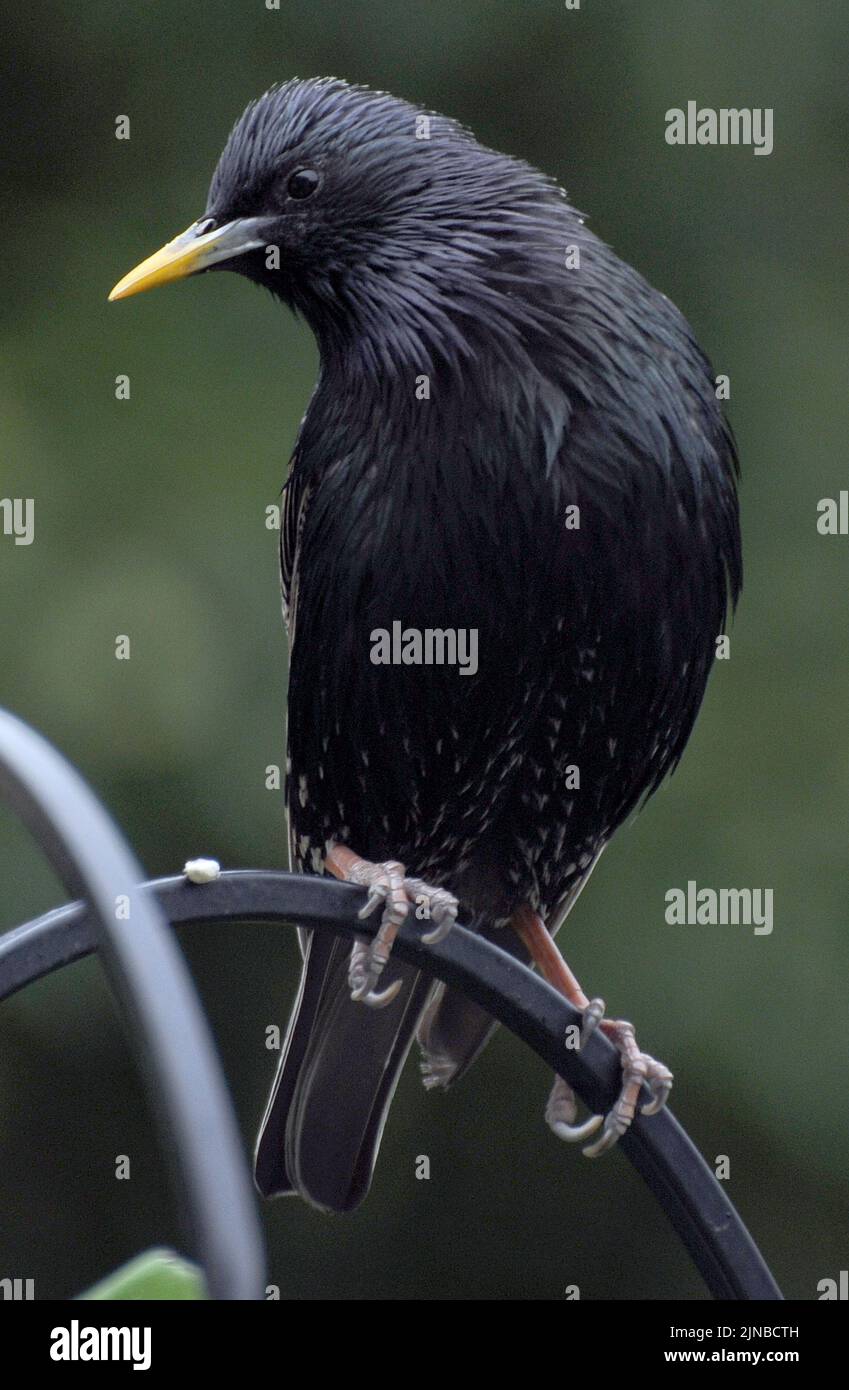 JUVENILE STARLING, PORTCHESTER MIKE WALKER PICTURES, 2010 E.MAIL ...
