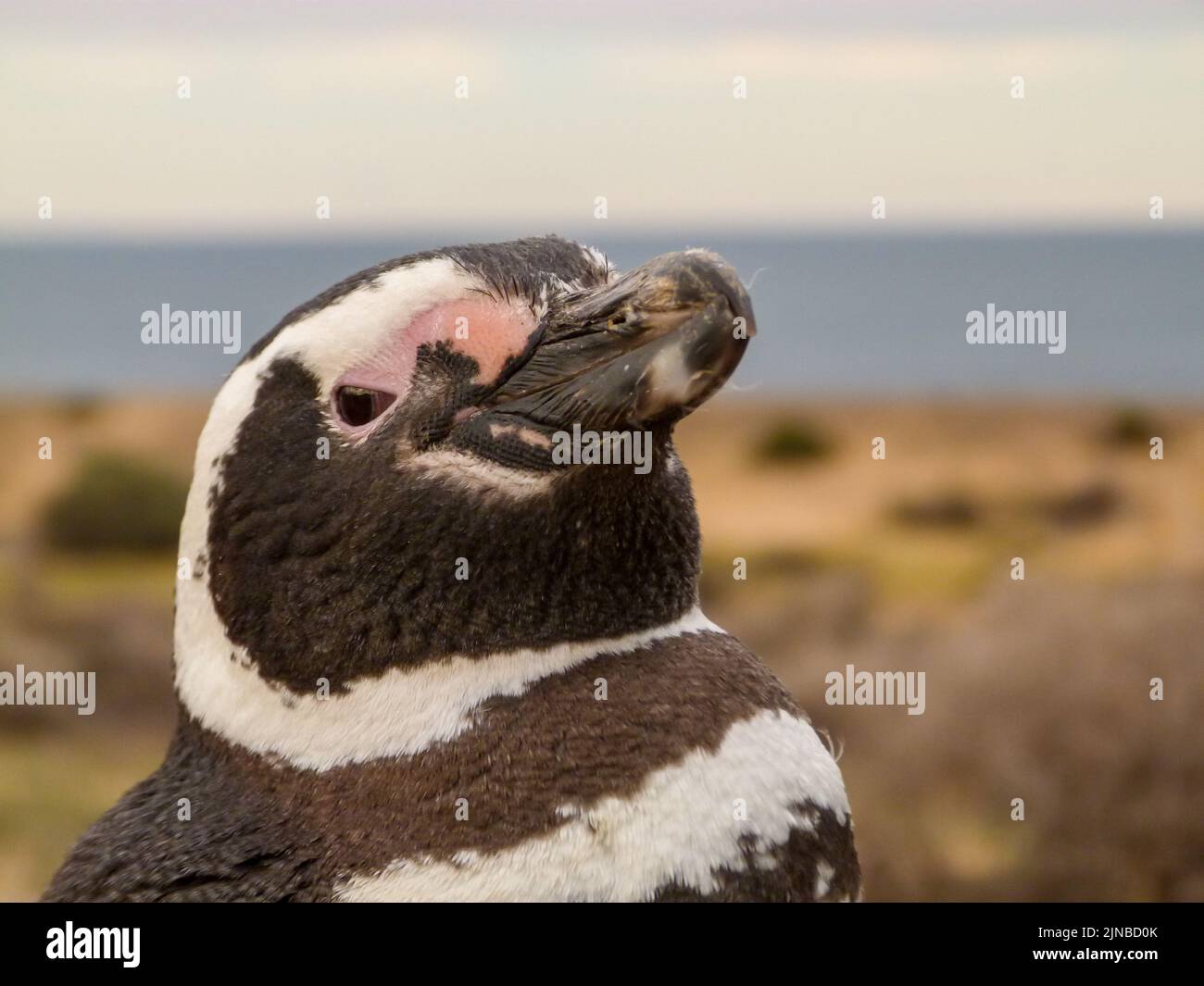Penguin walking and looking Stock Photo - Alamy