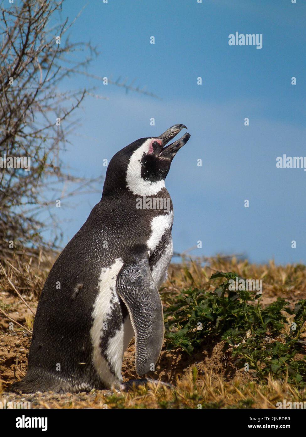 Screaming penguin hi-res stock photography and images - Alamy