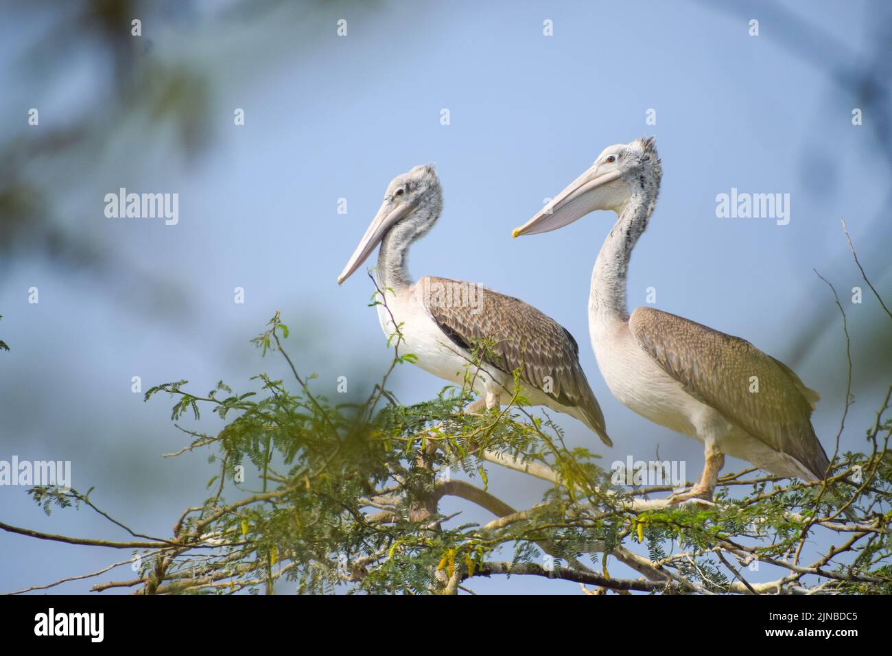 A pair of grey pelicans on thin tree branches against the blue sky ...