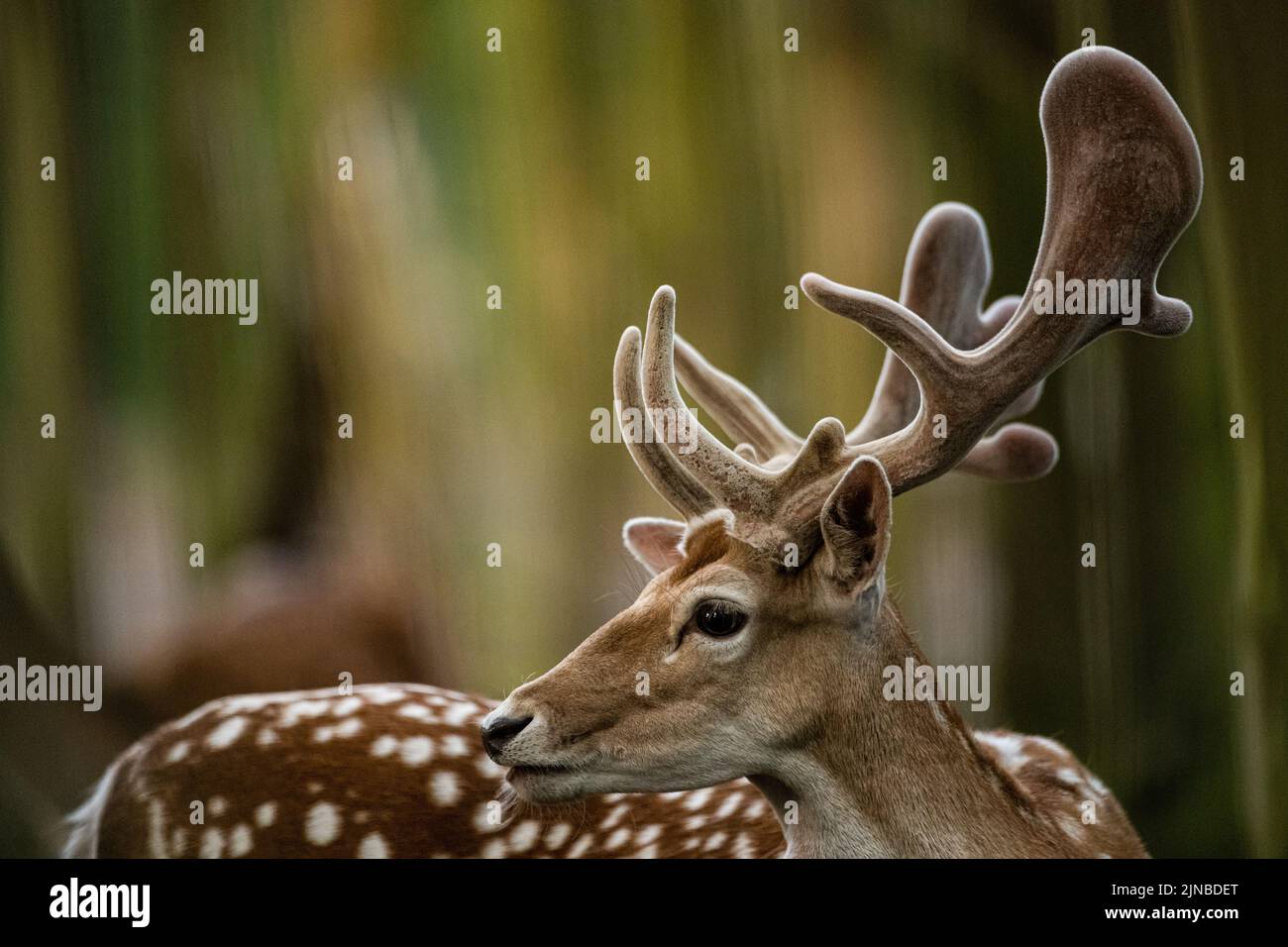 A closeup of a Sika deer, Tame sika deer, Tame deer (Cervus nippon ...