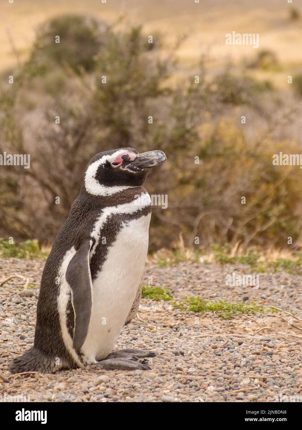 Penguin walking and looking Stock Photo - Alamy