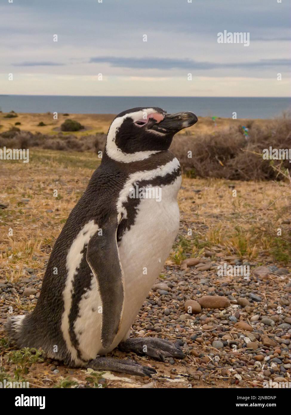 Penguin walking and looking Stock Photo - Alamy