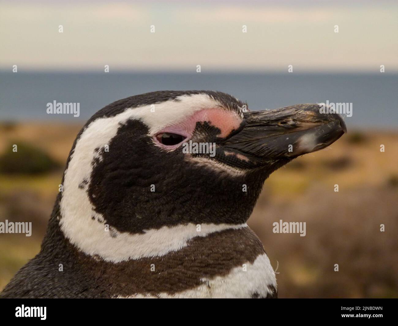 Penguin walking and looking Stock Photo - Alamy