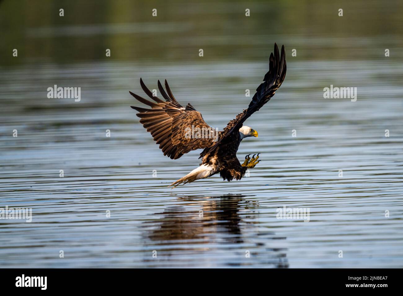 A bald eagle flying over a lake Stock Photo - Alamy