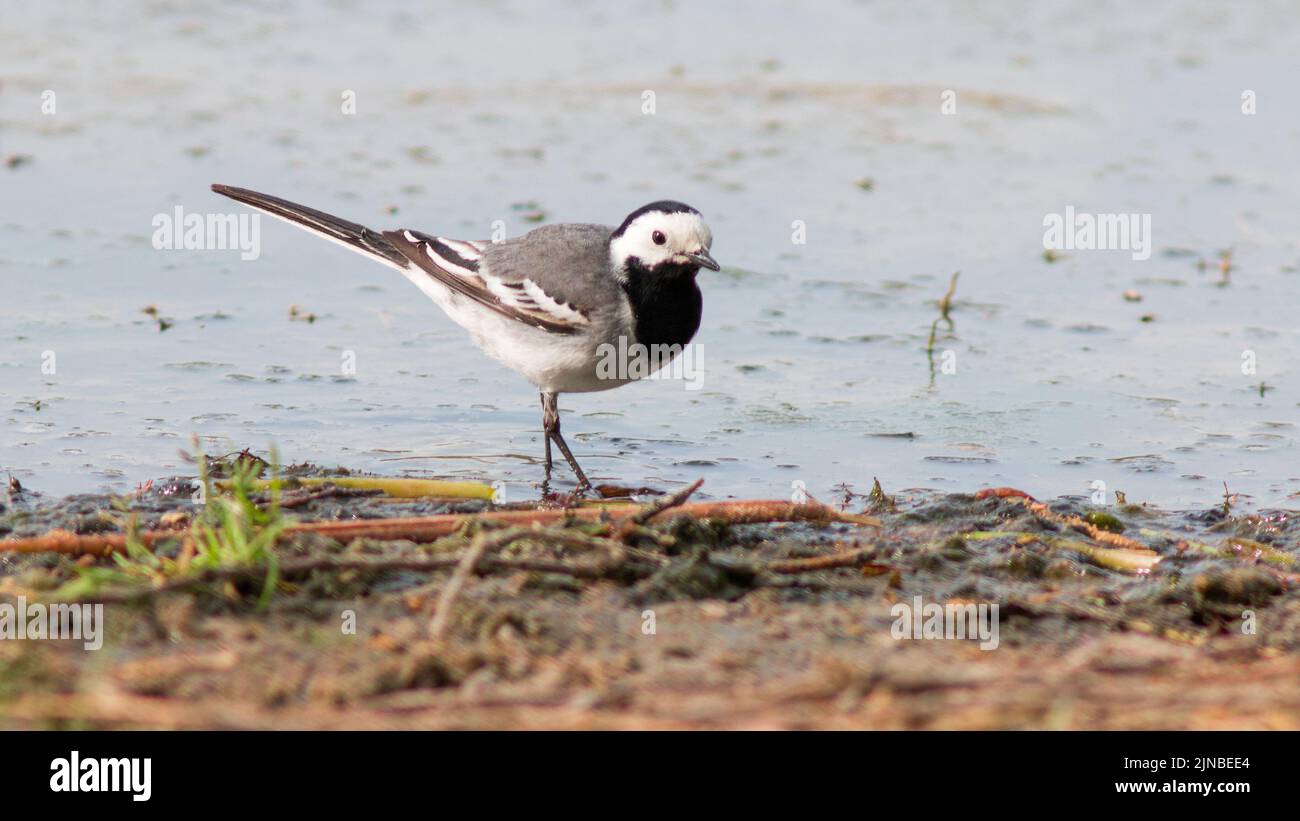 A beautiful white wagtail bird sitting ina water puddle Stock Photo - Alamy