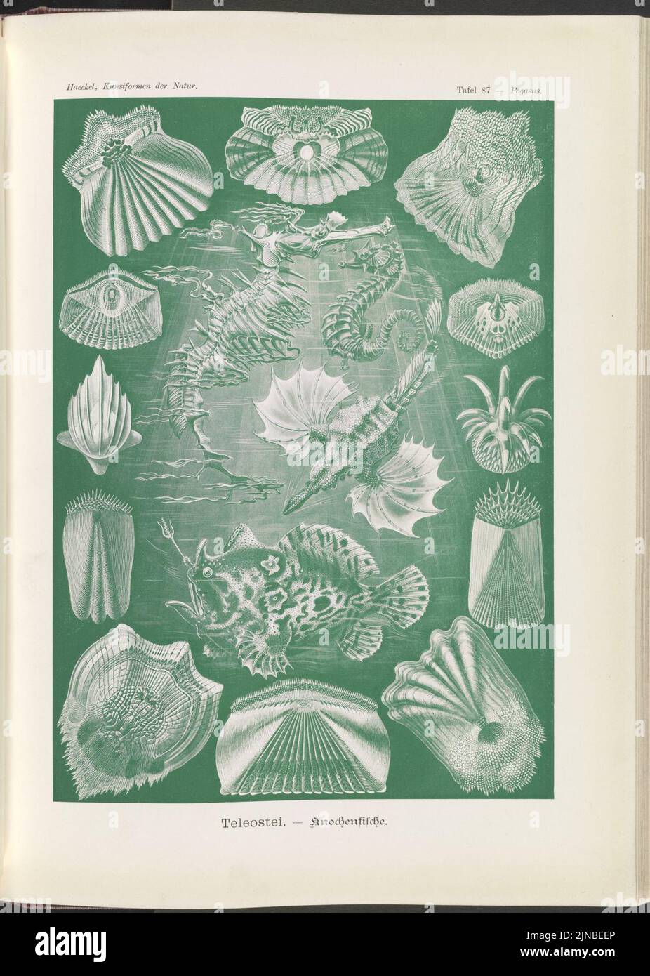 Teleostei. - Knochenfische Stock Photo - Alamy