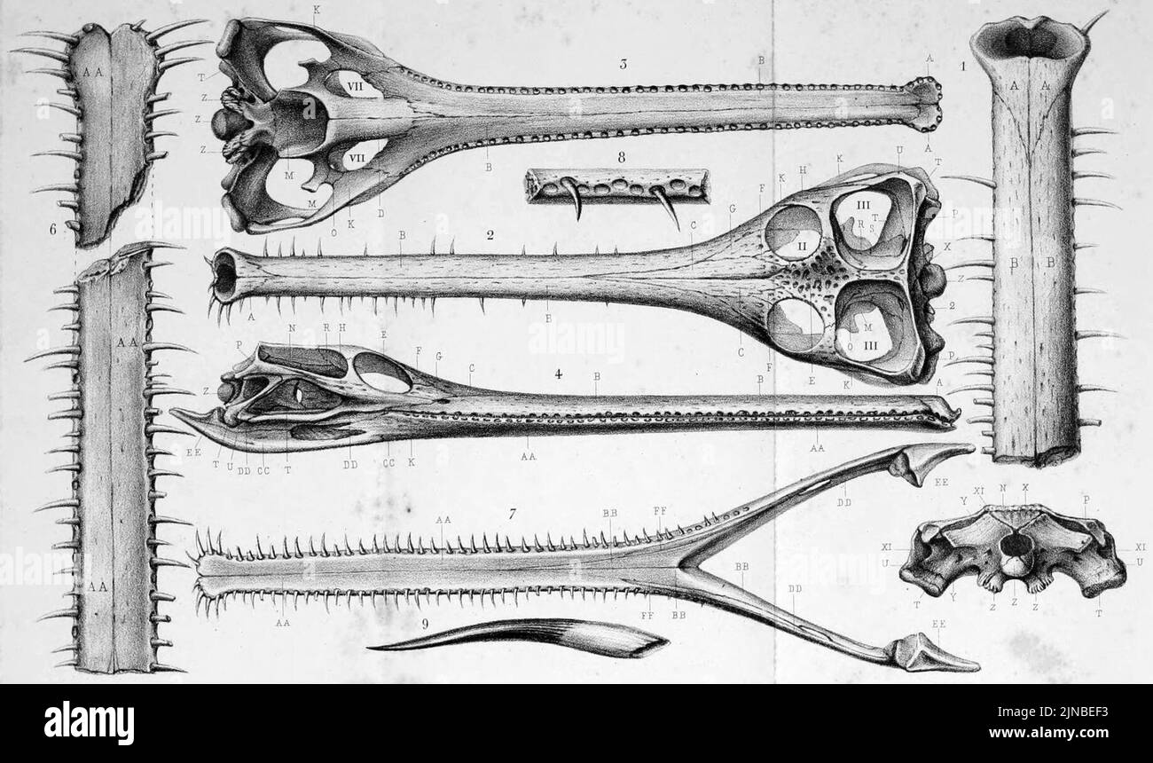 Teleosaurus cadomensis Black and White Stock Photos & Images - Alamy