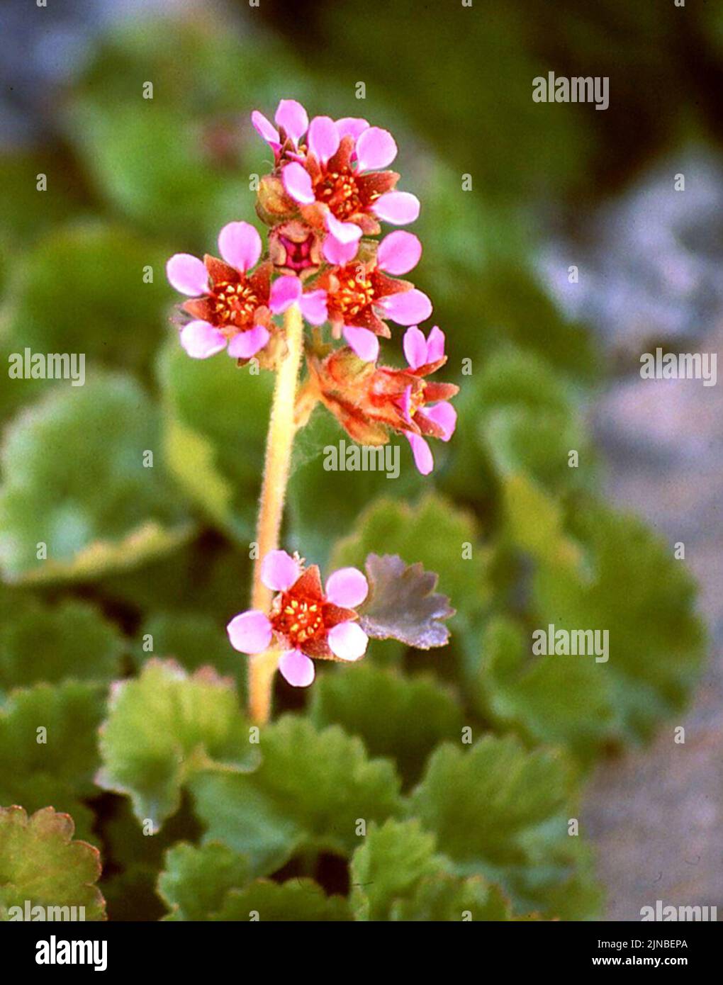 Telesonix jamesii hi-res stock photography and images - Alamy