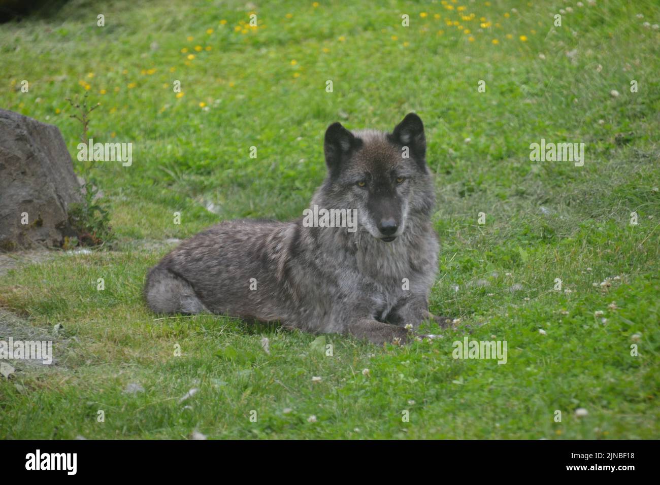 Wolf sitting hi-res stock photography and images - Alamy