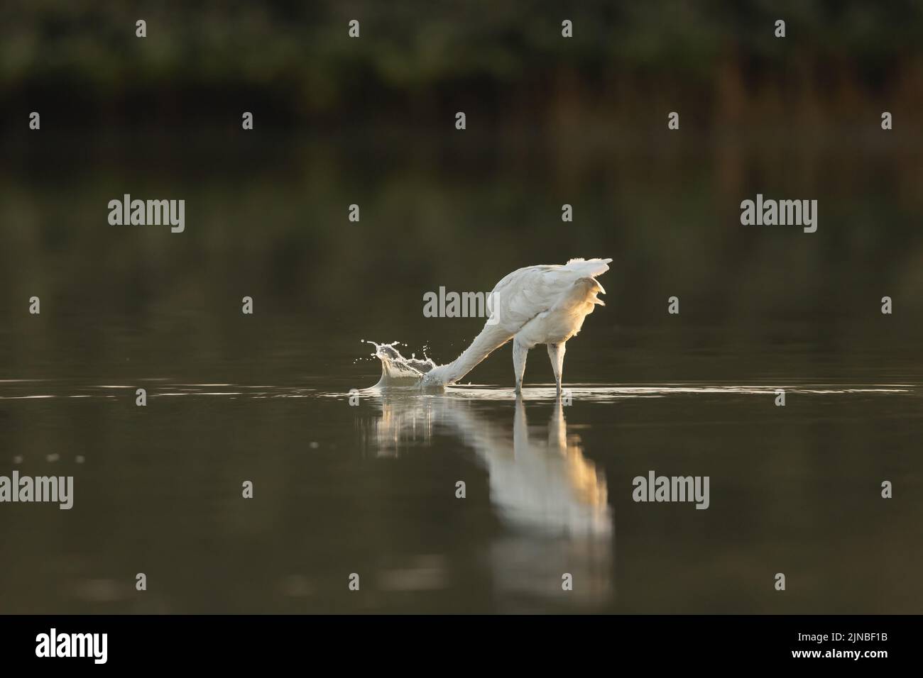 Little egret (egretta garzetta) hunting fish at eker swamp, bahrain ...