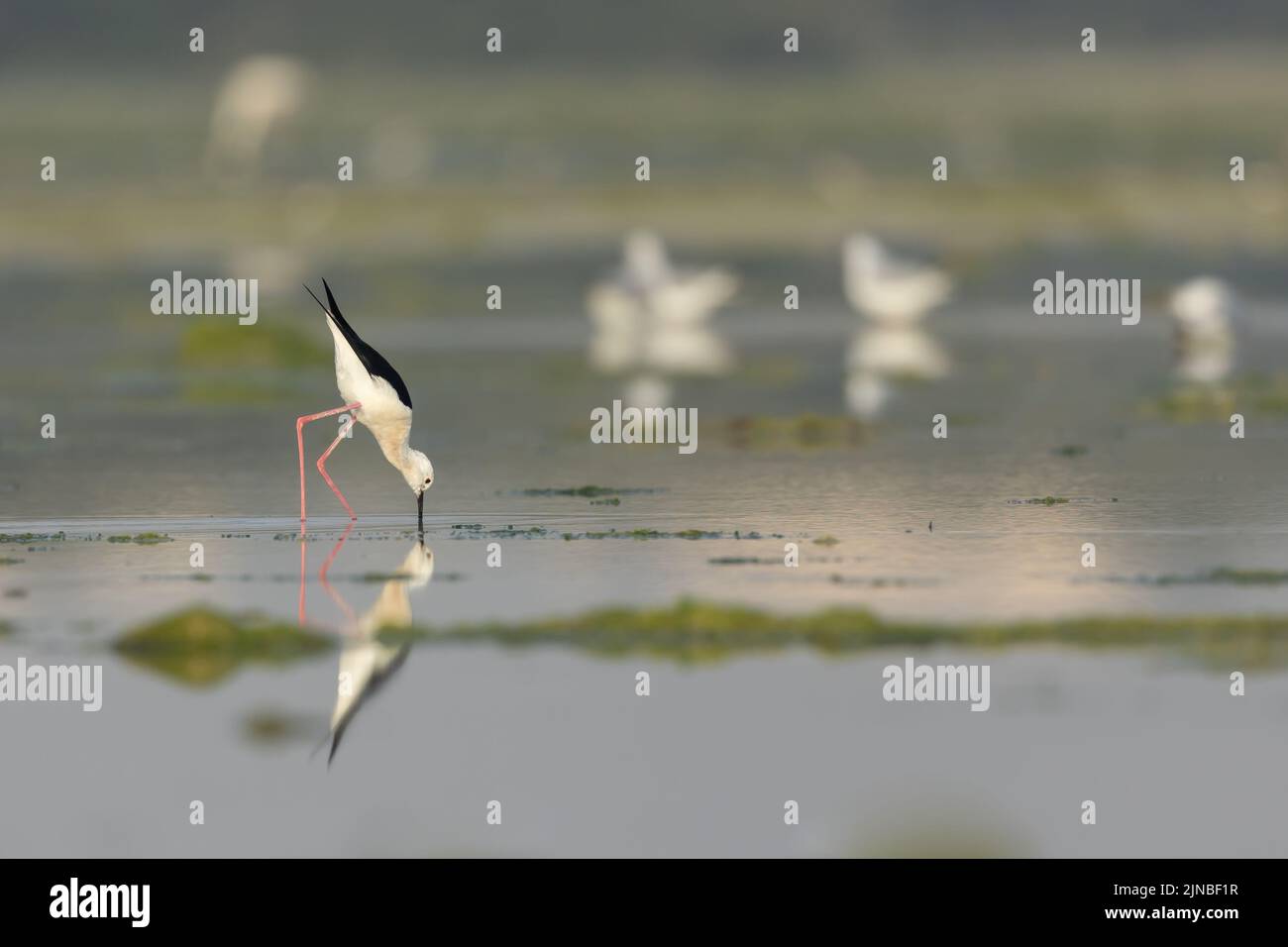 black winged stilt searching for food at eker marsh, bahrain Stock ...