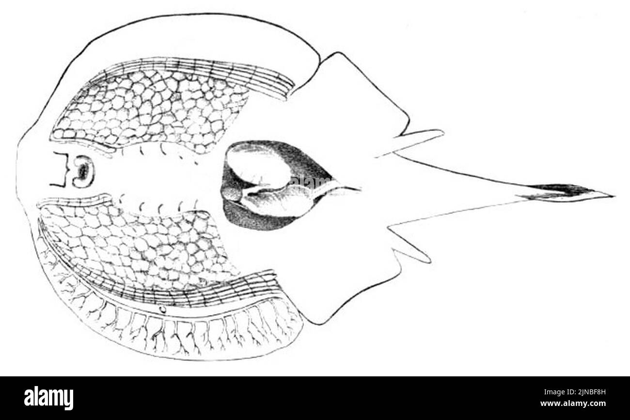 Temera hardwickii anatomy Stock Photo - Alamy