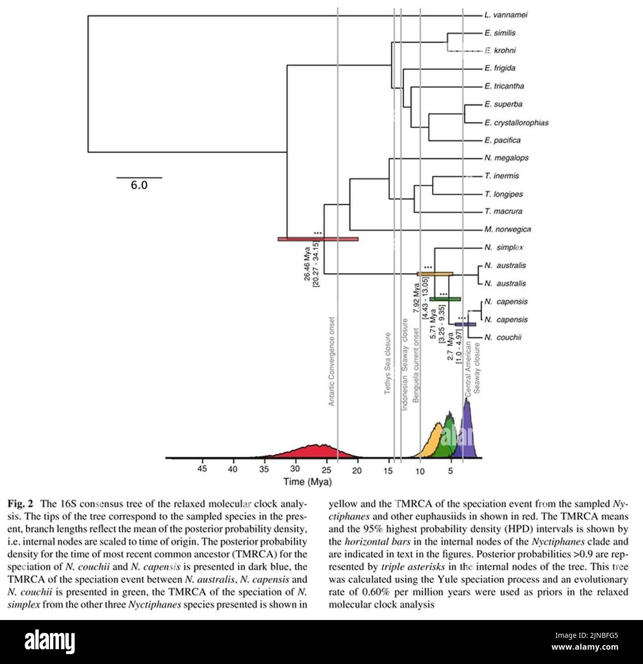 Phylogeny hi-res stock photography and images - Alamy