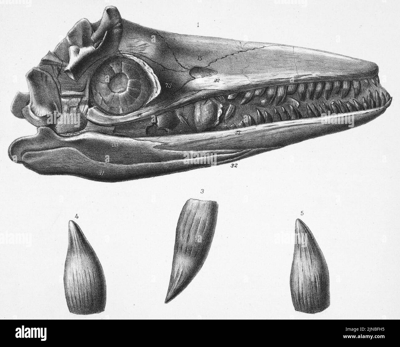 Temnodontosaurus hi-res stock photography and images - Alamy