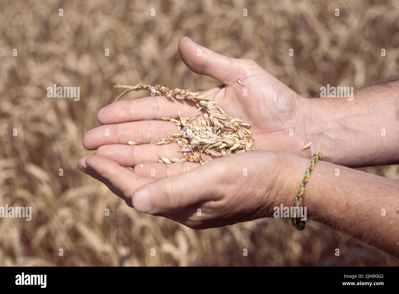 Ripe grains of wheat in the palms of a man, close-up, selective focus ...