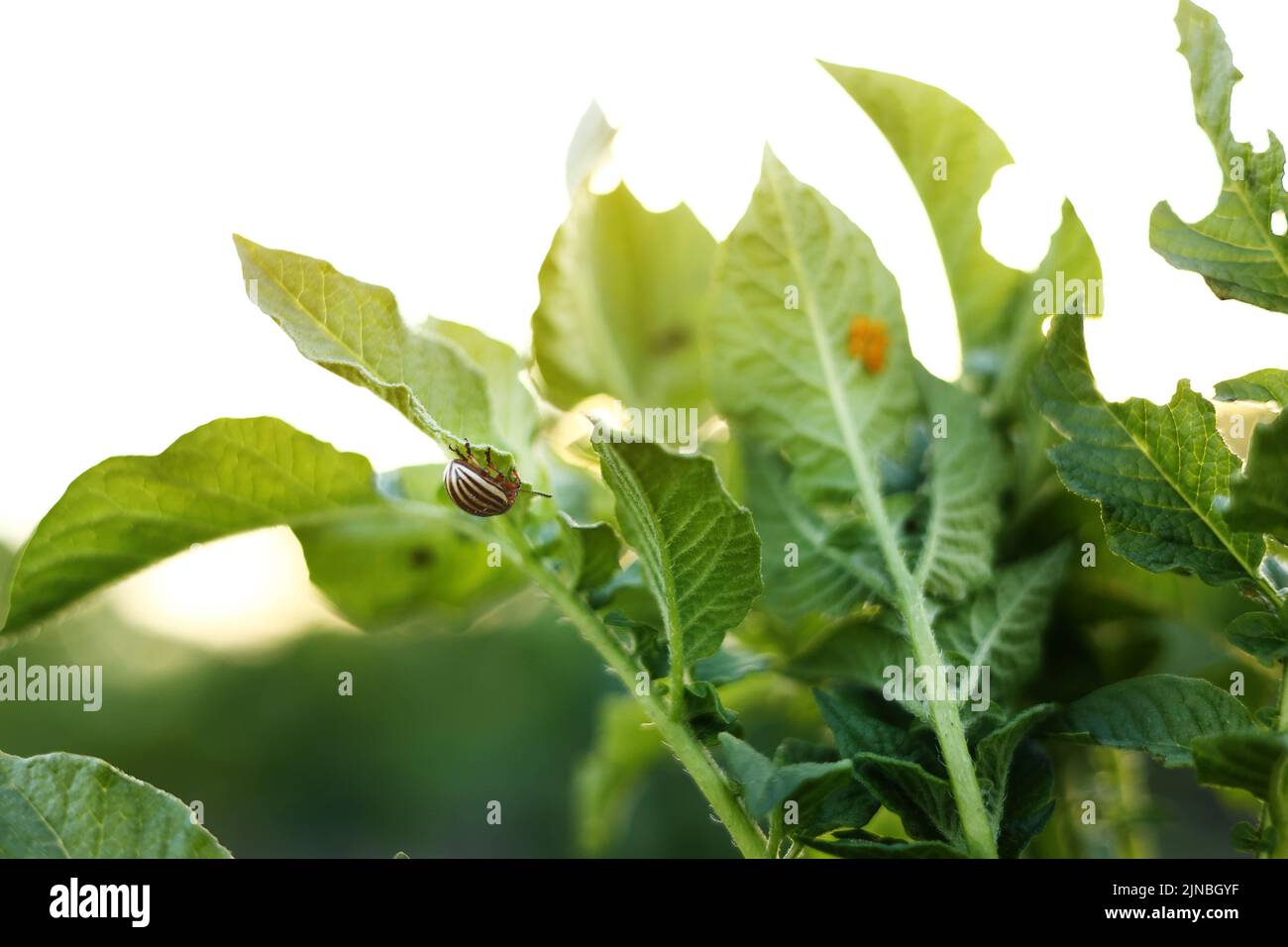 Colorado potato beetle, Leptinotarsa decemlineata, in potato leaves ...