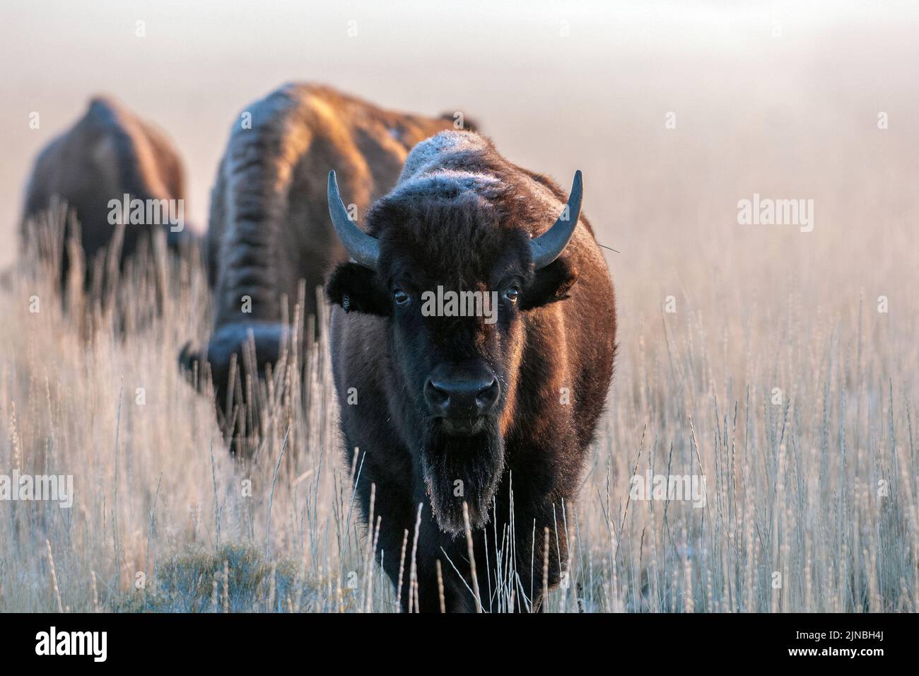 Great Bison of the Southwest Stock Photo - Alamy