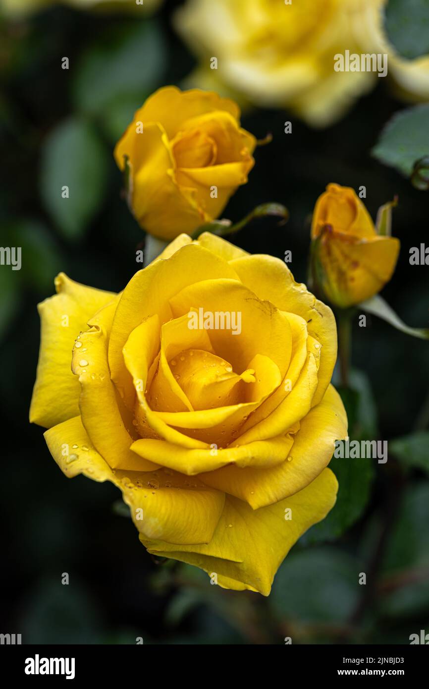 Flowers of "Gilded Sun" Shrub Rose Stock Photo - Alamy