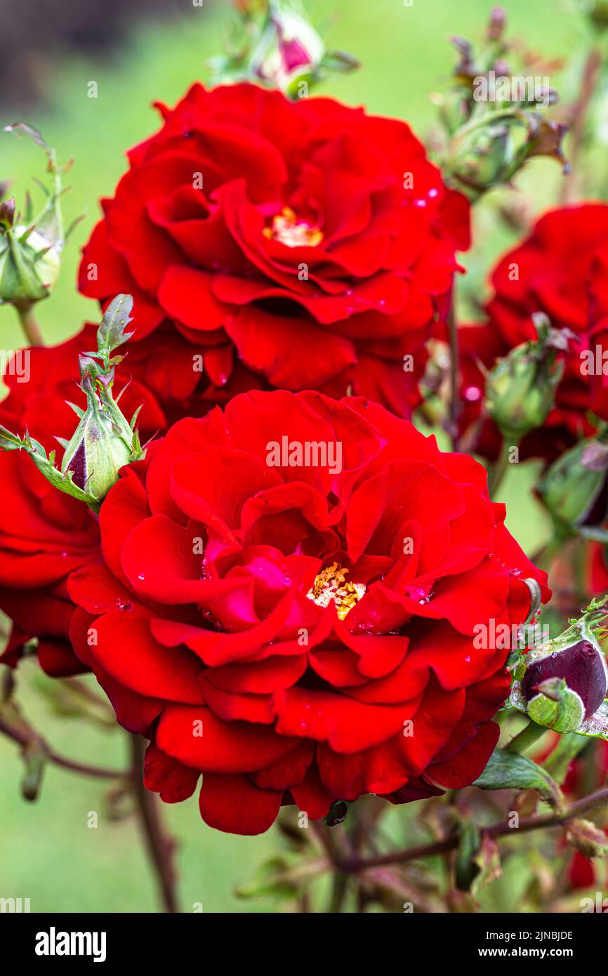 Flowers of "Royal Rosaria" Floribunda Rose Stock Photo - Alamy