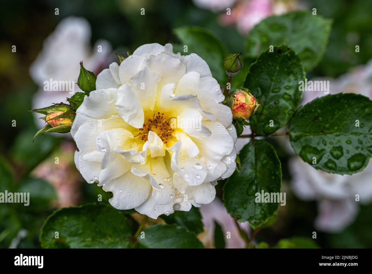 Flower of 'Popcorn Drift' Shrub Rose Stock Photo - Alamy