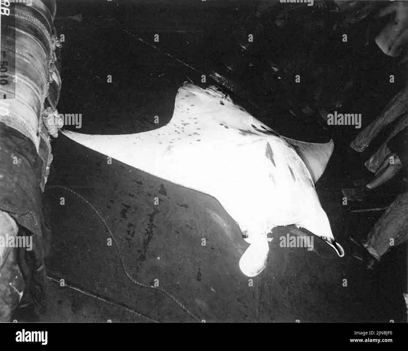 Ten foot manta ray aboard the USS CHILTON, 1947 (DONALDSON 20 Stock ...