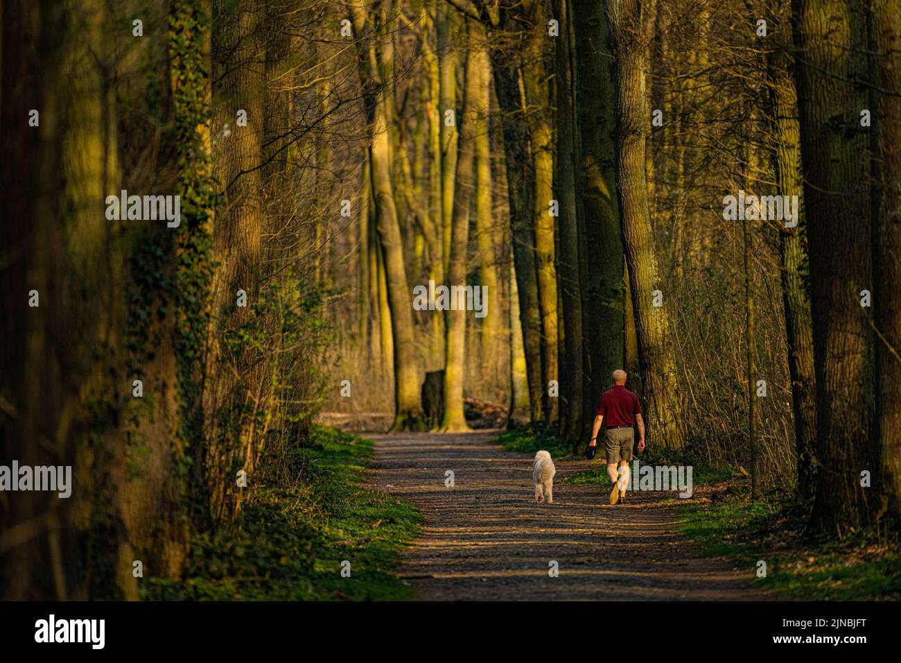 A back view of a man walking with his dog in a tranquil forest Stock ...