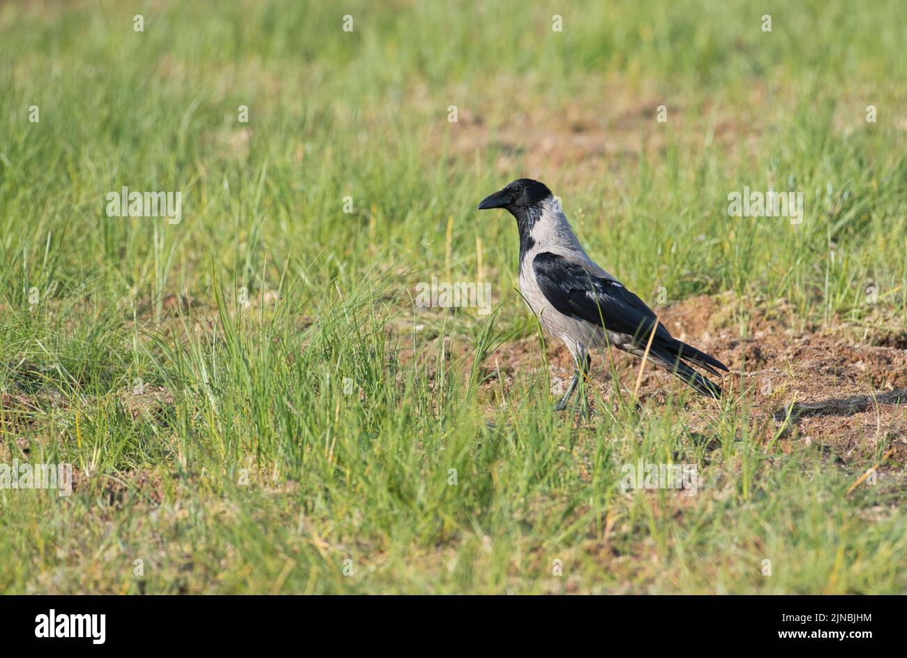 Hooded crow (Corvus cornix) in a clearing in the taiga forest of ...