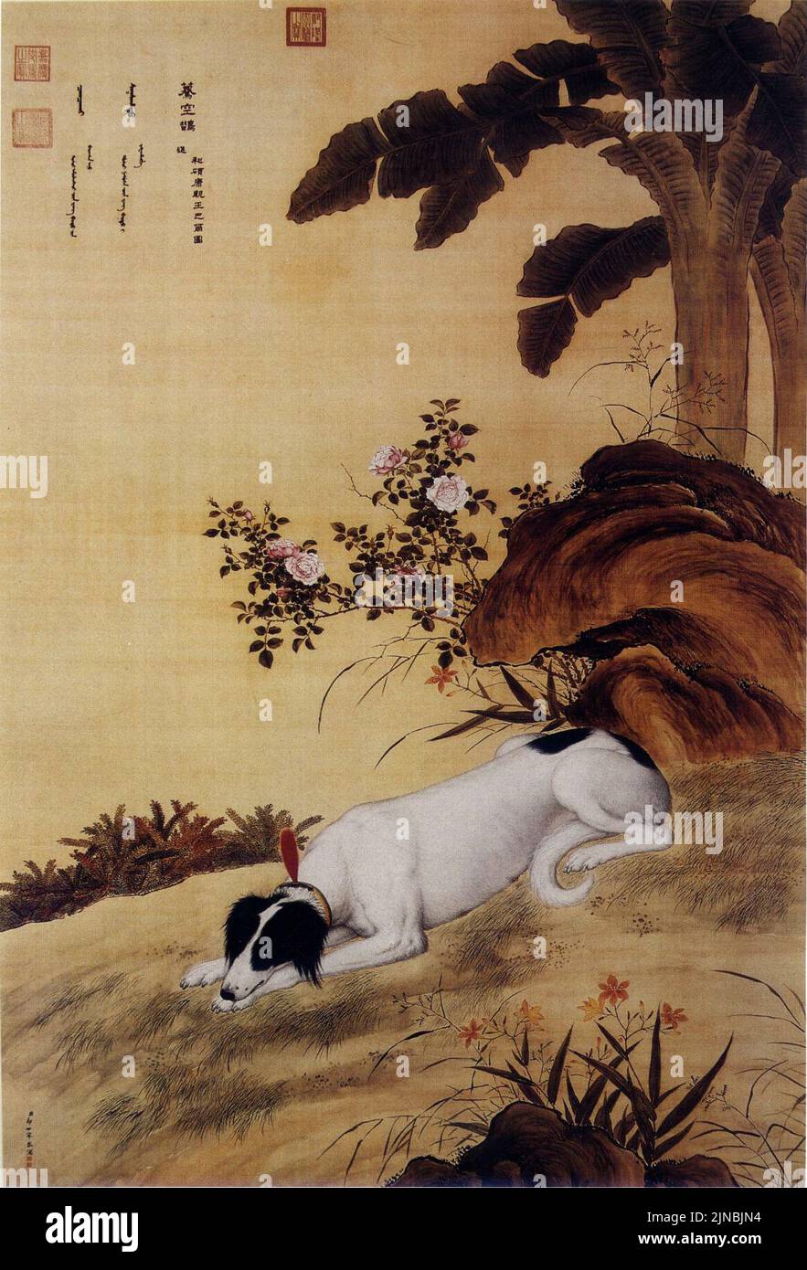 Ten Prized Dogs 06 Stock Photo - Alamy