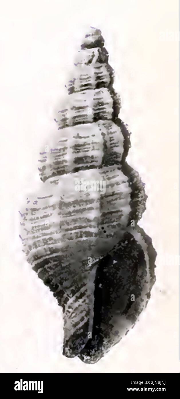 Janira hi-res stock photography and images - Alamy