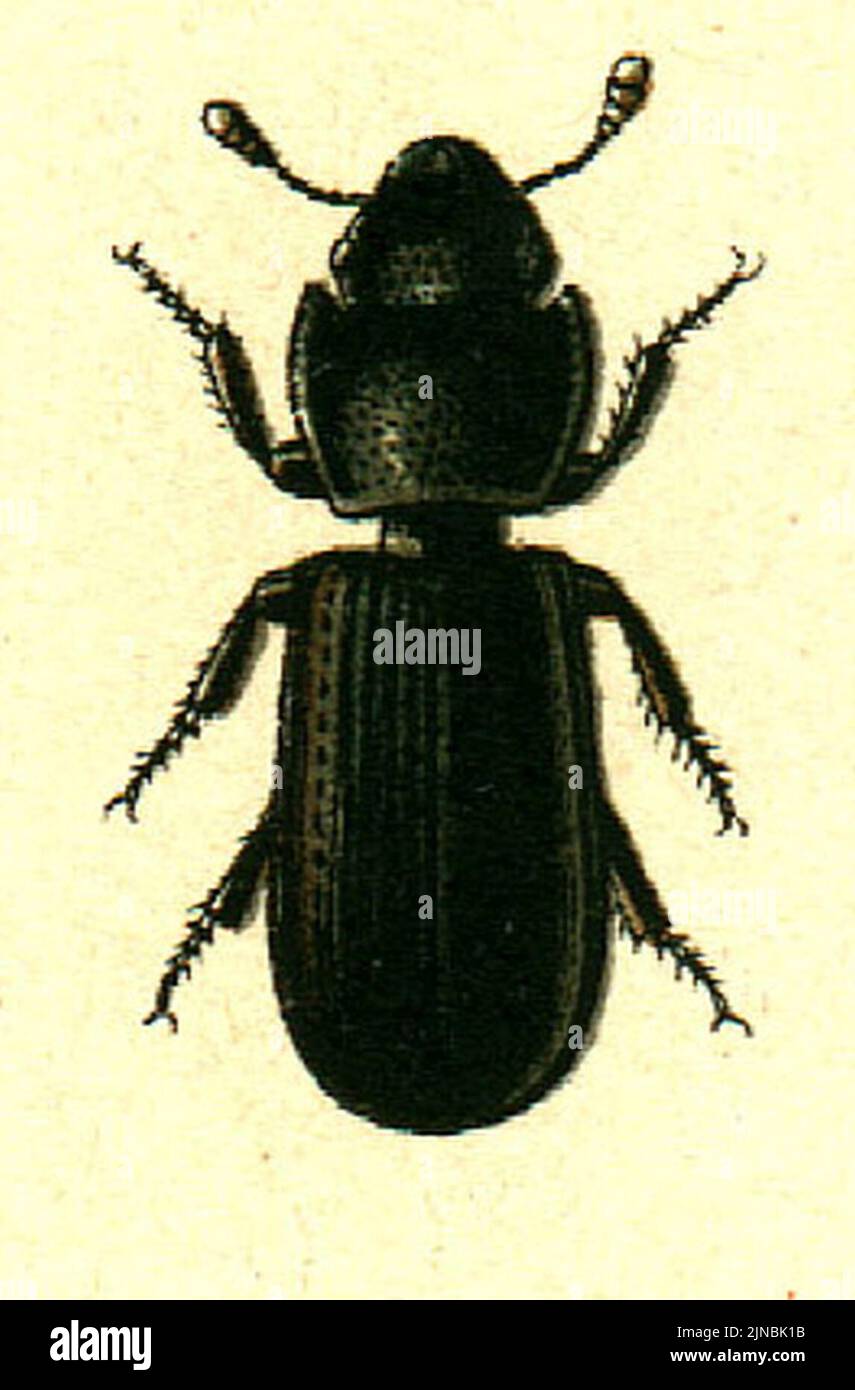 Tenebroides mauritanicus hi-res stock photography and images - Alamy