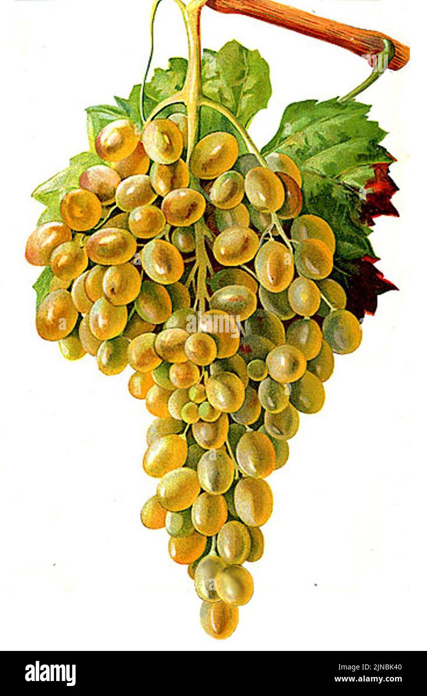 Teneron hi-res stock photography and images - Alamy