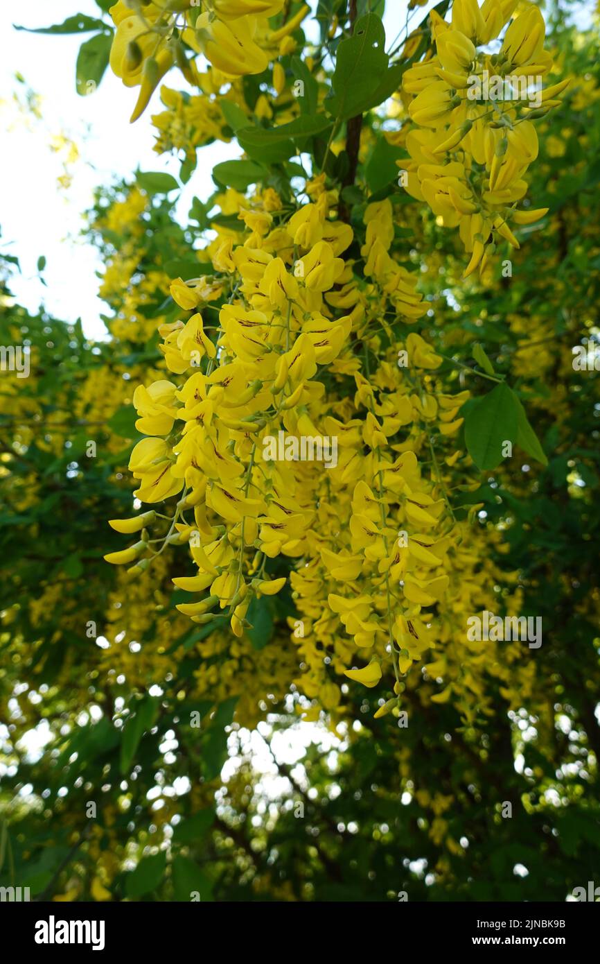 Korean goldenbell tree photo hi-res stock photography and images - Alamy