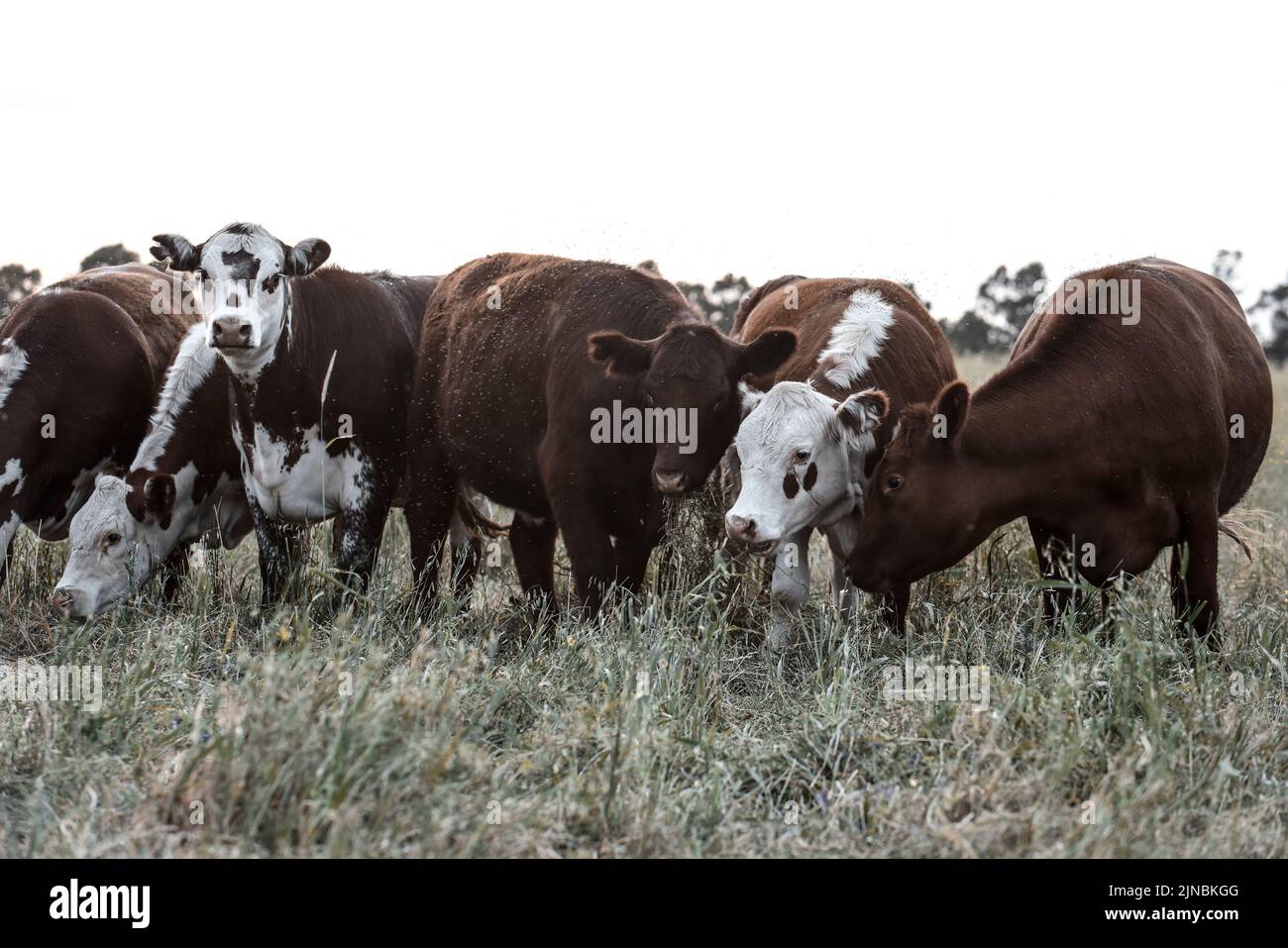 Pampa cattle argentina meat hi-res stock photography and images - Alamy
