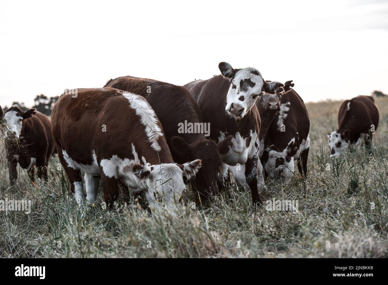 Cattle raised with natural pastures, meat production in the Argentine ...