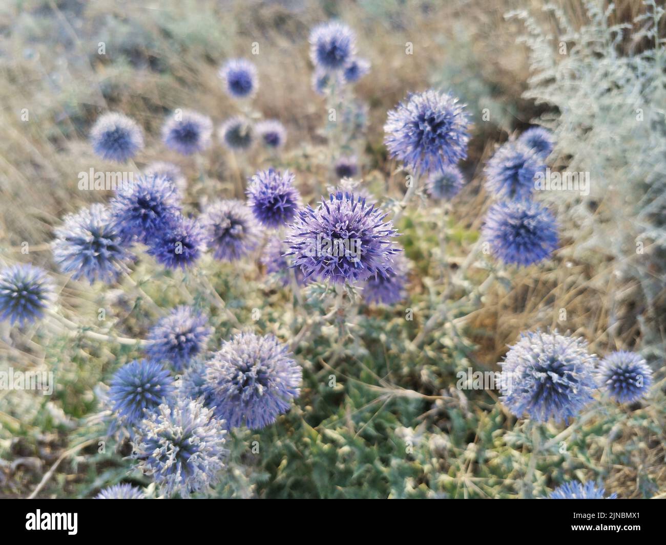 Flowers of the globular mordant (Latin Echinops sphaerocephalus) Blue ...