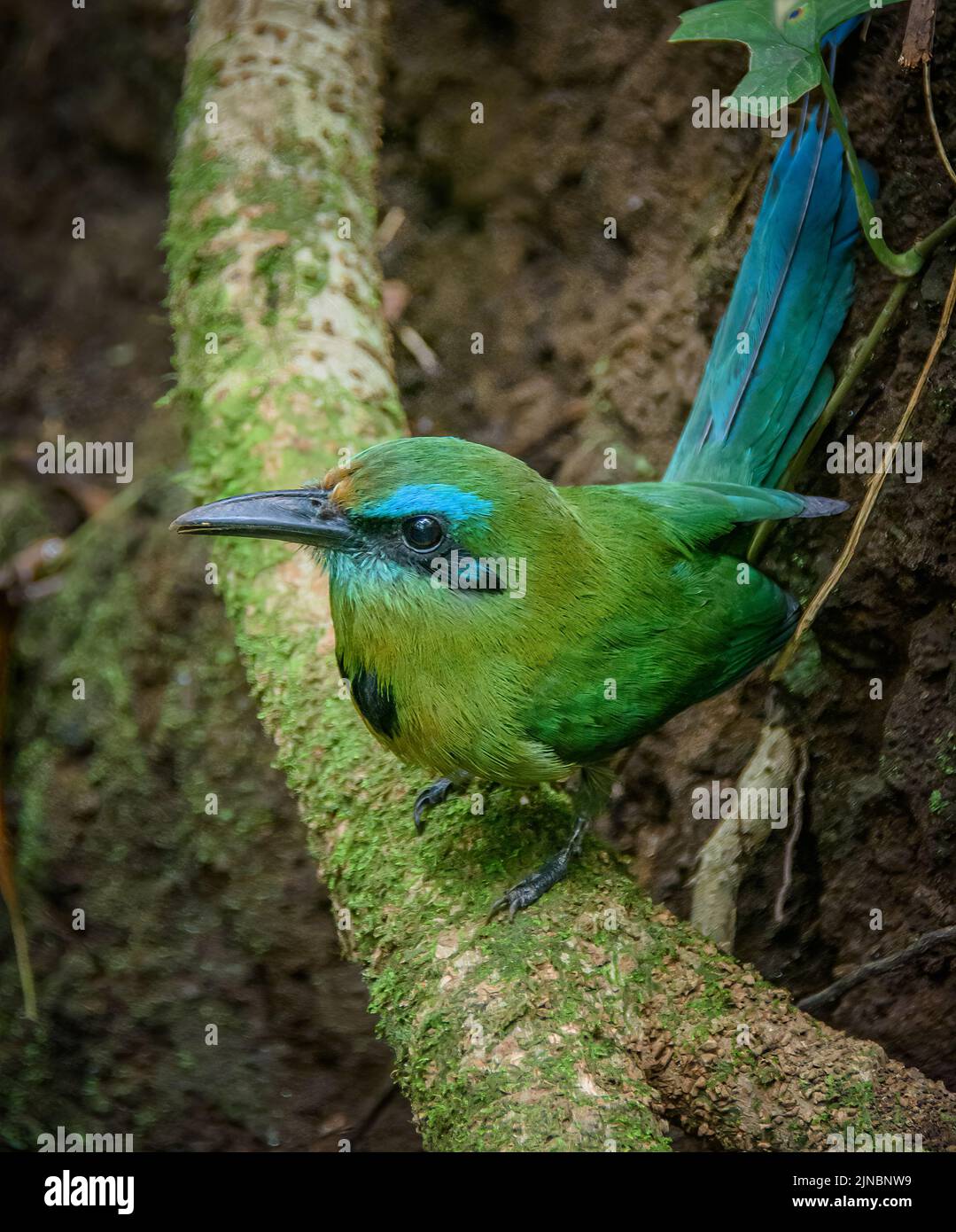 Keel-billed Motmot in rain forest in Costa Rica Stock Photo - Alamy
