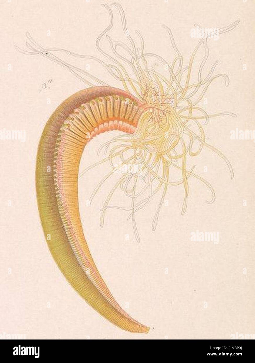 Terebella lapidaria Linnaeus 1767 syn Leprea lapidaria (Linnaeus 1767 ...