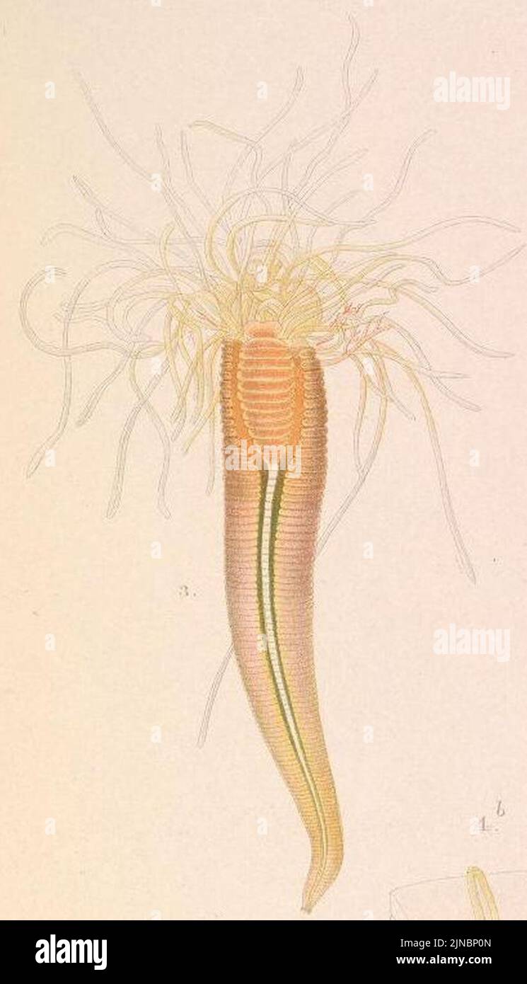 Terebella lapidaria Linnaeus 1767 syn Leprea lapidaria (Linnaeus 1767 ...