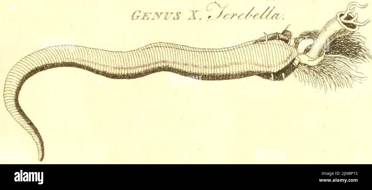 Terebella The genera vermium exemplified by various specimens of the ...