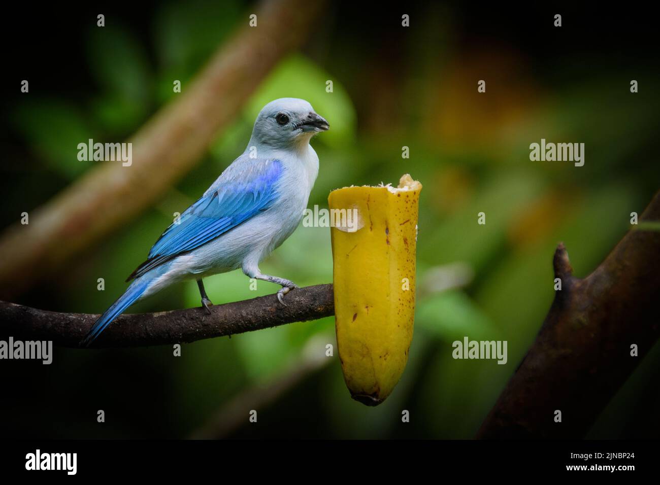 Blue-gray Tanager in rain forest in Costa Rica Stock Photo - Alamy