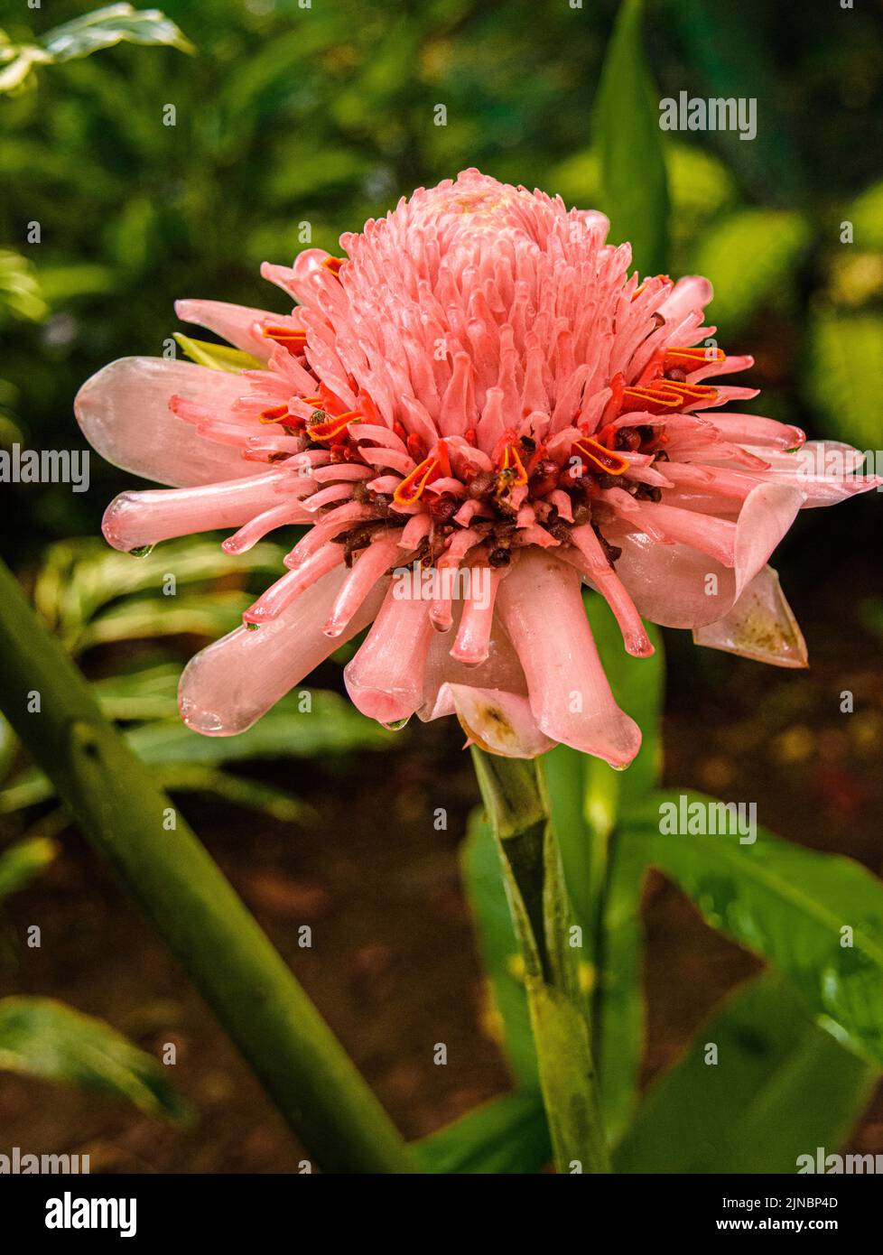 Pink Torch Ginger flower in Costa Rica Stock Photo - Alamy