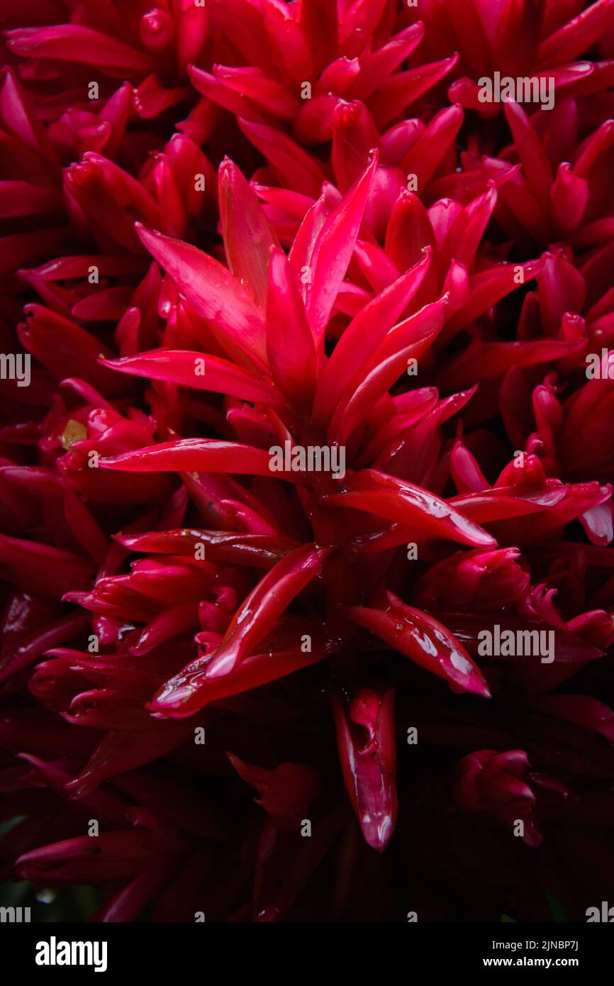 Red Ginger plant in rain forest Stock Photo - Alamy